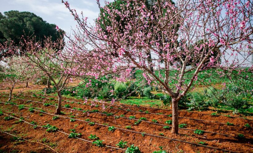 frutales-en-cultivo-de-agricultura-ecologica - SOHISCERT